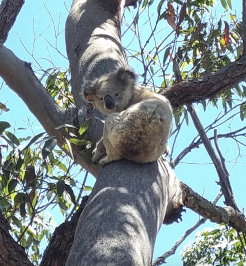 Woman Hears 'Panting' In Shopping Plaza And Finds Endangered Animal ...