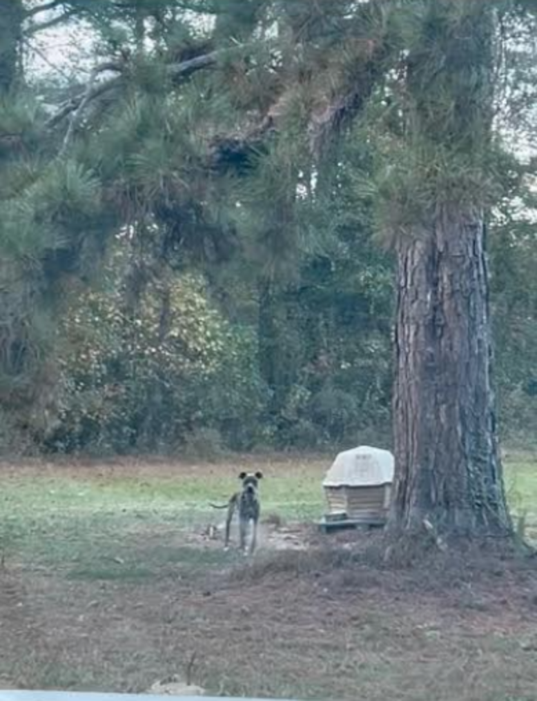 Hikers Can’t Walk Away When They See 'Skin-And-Bones' Animal Chained To ...