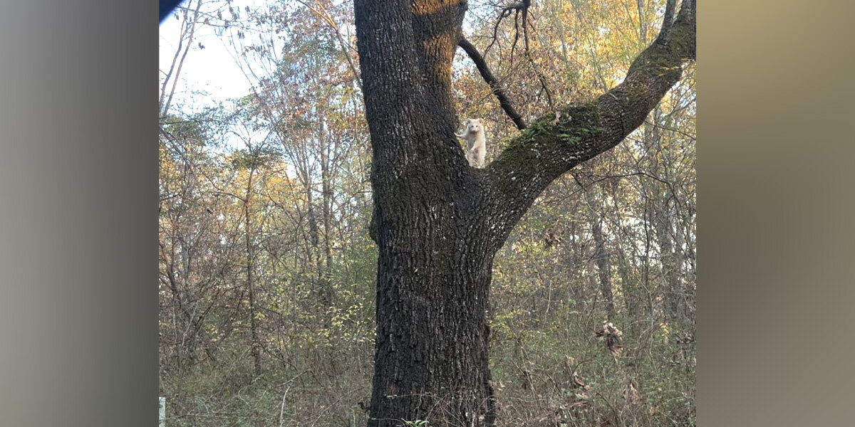 Driver Locks Eyes With Rare Animal In Tree — A 1-In-750,000 Sight - The ...