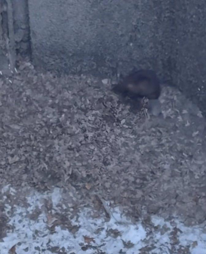 Tiny Paw Prints In Snow Lead Rescuer To Animal Stranded In Drained ...