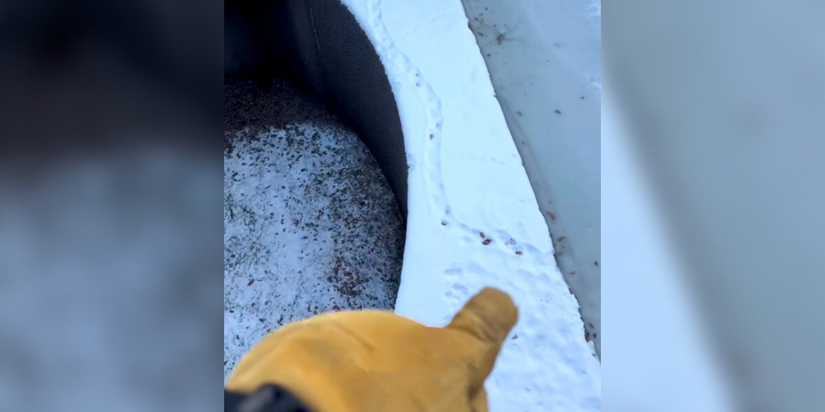 Tiny Paw Prints In Snow Lead Rescuer To Animal Stranded In Drained ...