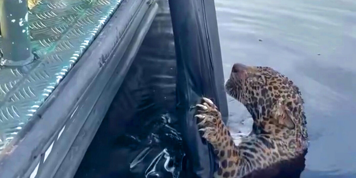 Rescuers Pull Out Stranded Jaguar From The Amazon River - Videos - The Dodo