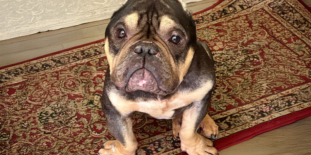 Skinny Bulldog Becomes Strong… and Gassy - Videos - The Dodo