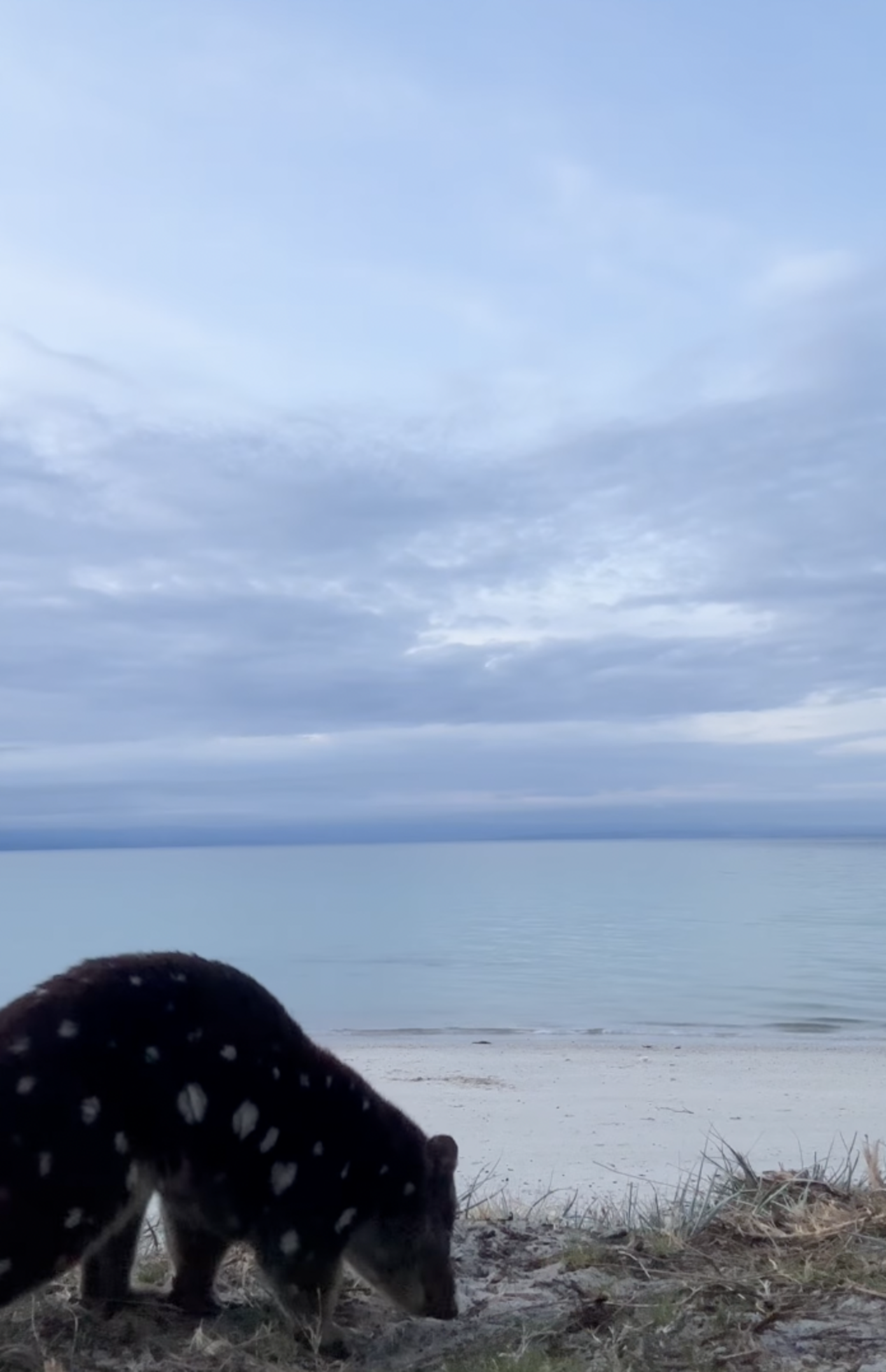 Woman Recording Her Swim Accidentally Captures Video Of Extremely Rare ...
