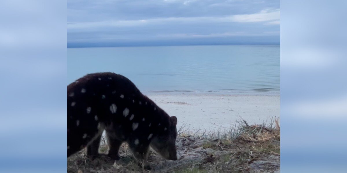 Woman Recording Her Swim Accidentally Captures Video Of Extremely Rare ...