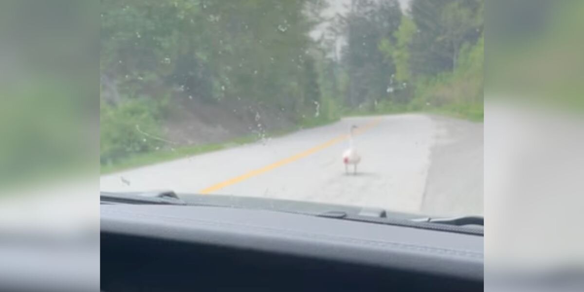 Woman Spots 'Magnificent' Bird On Mountain Road — And Realizes He Needs ...