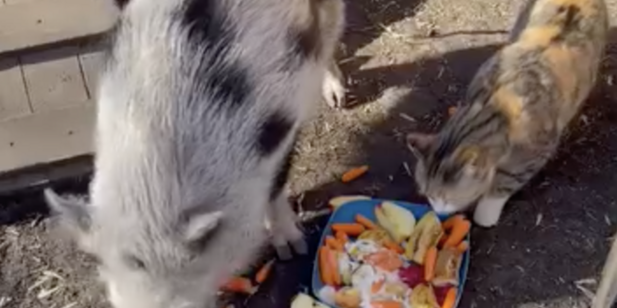 WATCH: Feral Mama Cat And Special Needs Pig Have The Most Adorable ...
