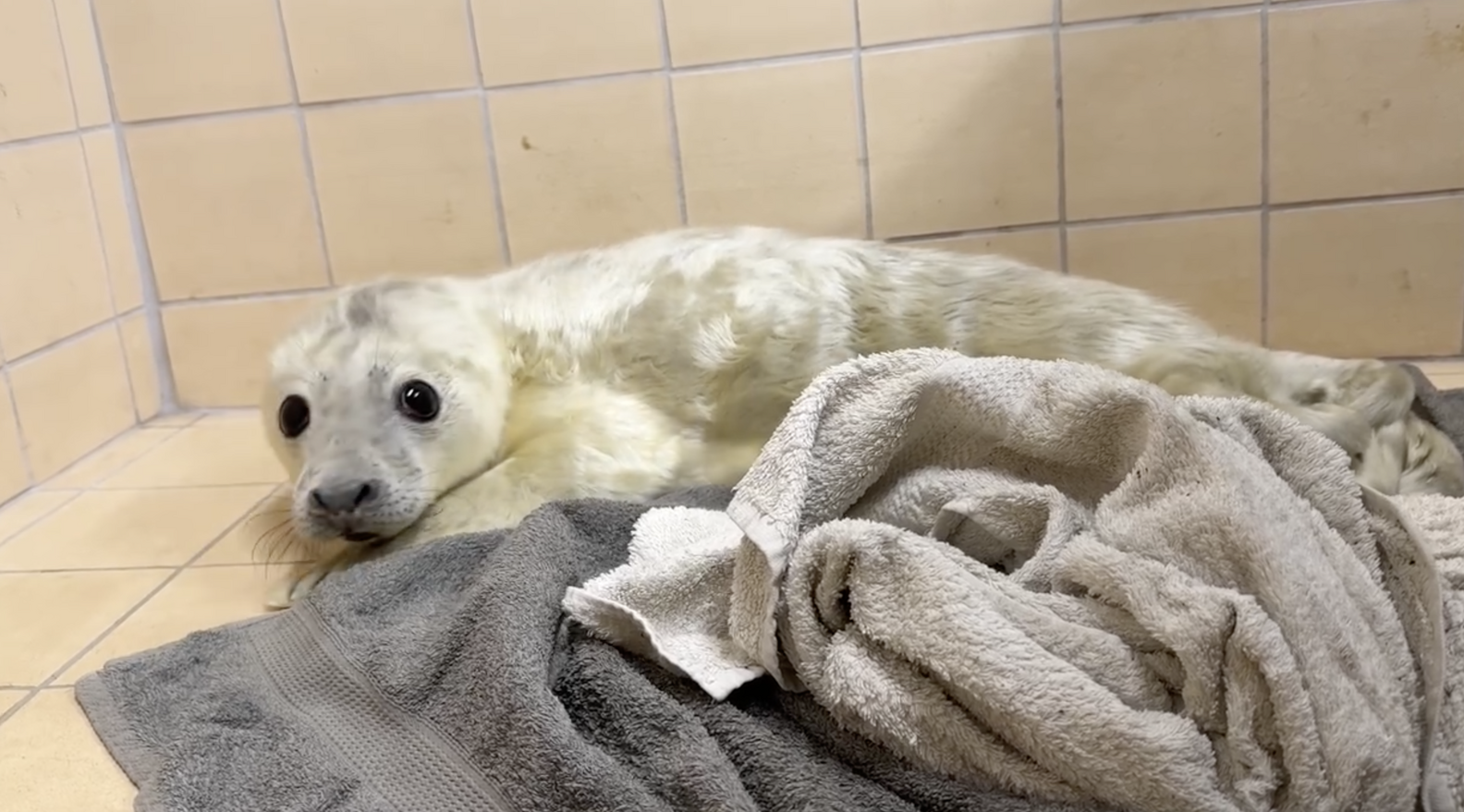 Woman Hears Wet Ball Of Fur Crying Out And Realizes A Brand-New Baby ...