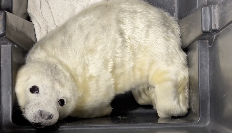 Woman Hears Wet Ball Of Fur Crying Out And Realizes A Brand-New Baby ...