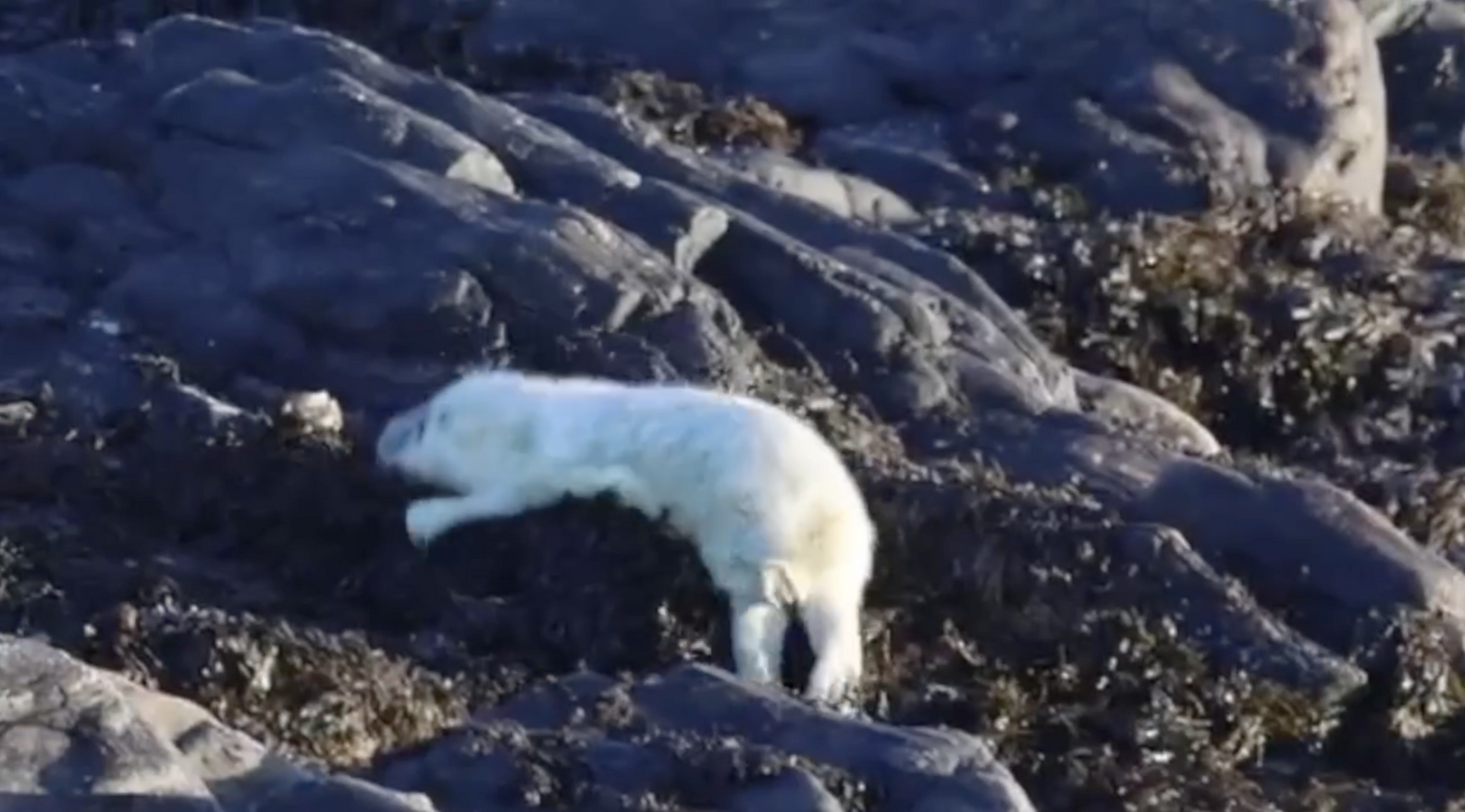 Woman Hears Wet Ball Of Fur Crying Out And Realizes A Brand-New Baby ...