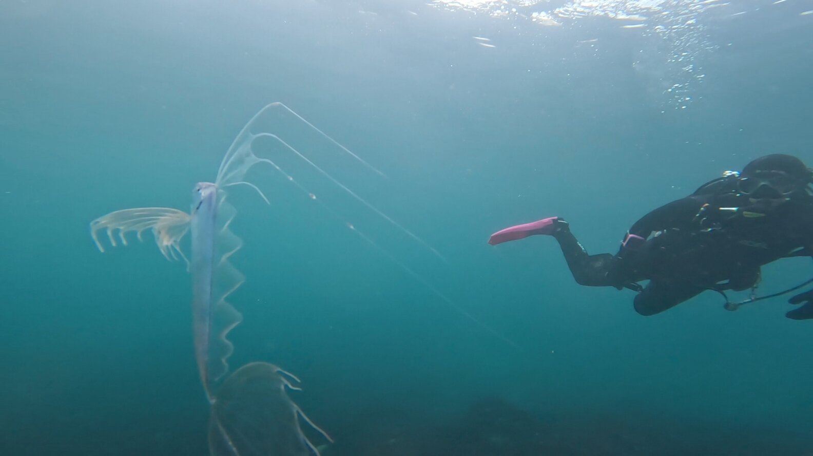 Diver Shocked When He Spots Rare Deep Sea Fish In Only 15 Feet Of Water ...