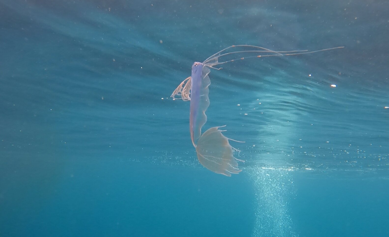 Diver Shocked When He Spots Rare Deep Sea Fish In Only 15 Feet Of Water ...