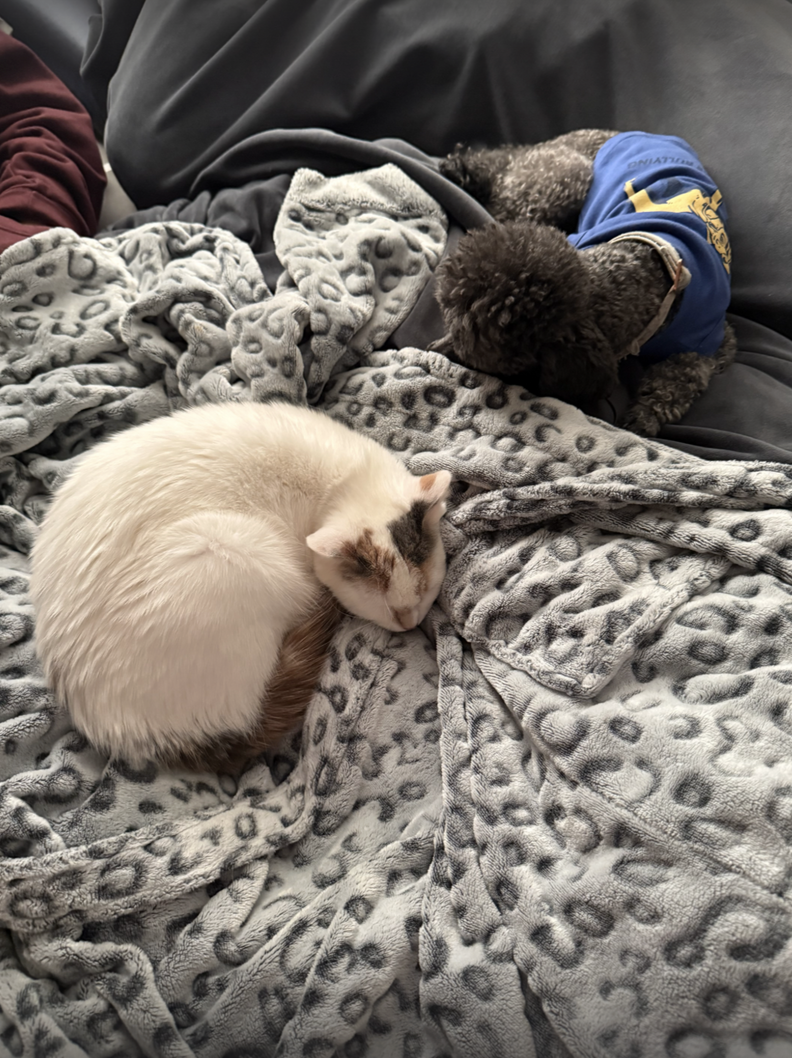 Freezing Cat Runs Up To Postal Worker 'Screaming' To Get In His Truck ...