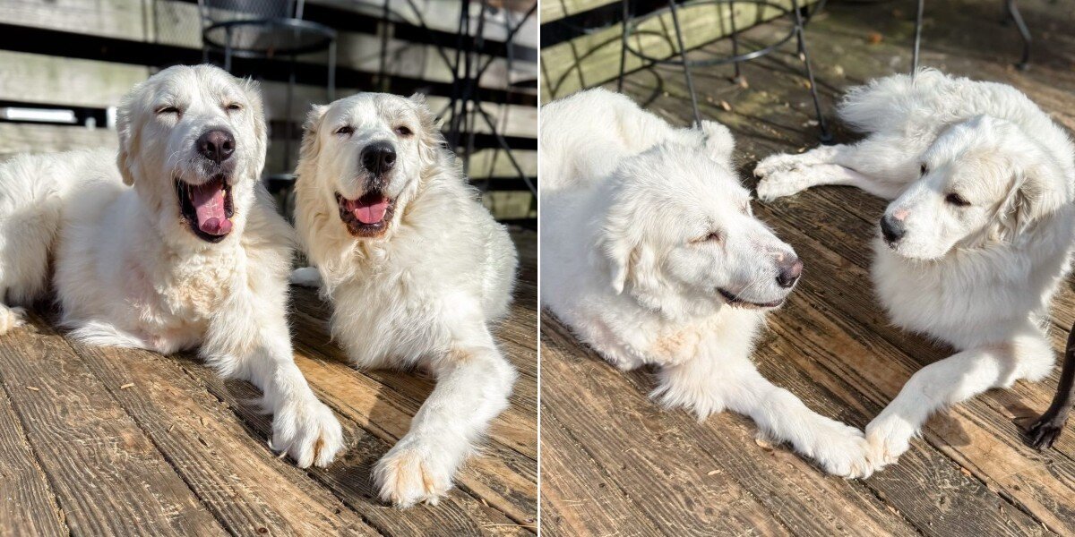 Two Dogs On The Euthanasia List Lose The Same Leg — Then Learn They’re ...