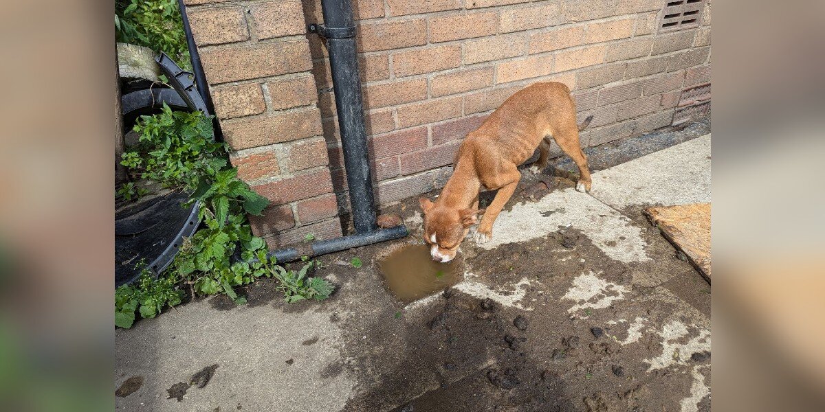Scared Puppy Drinking From 'Dirty Puddles' Had No Idea Life Was About ...