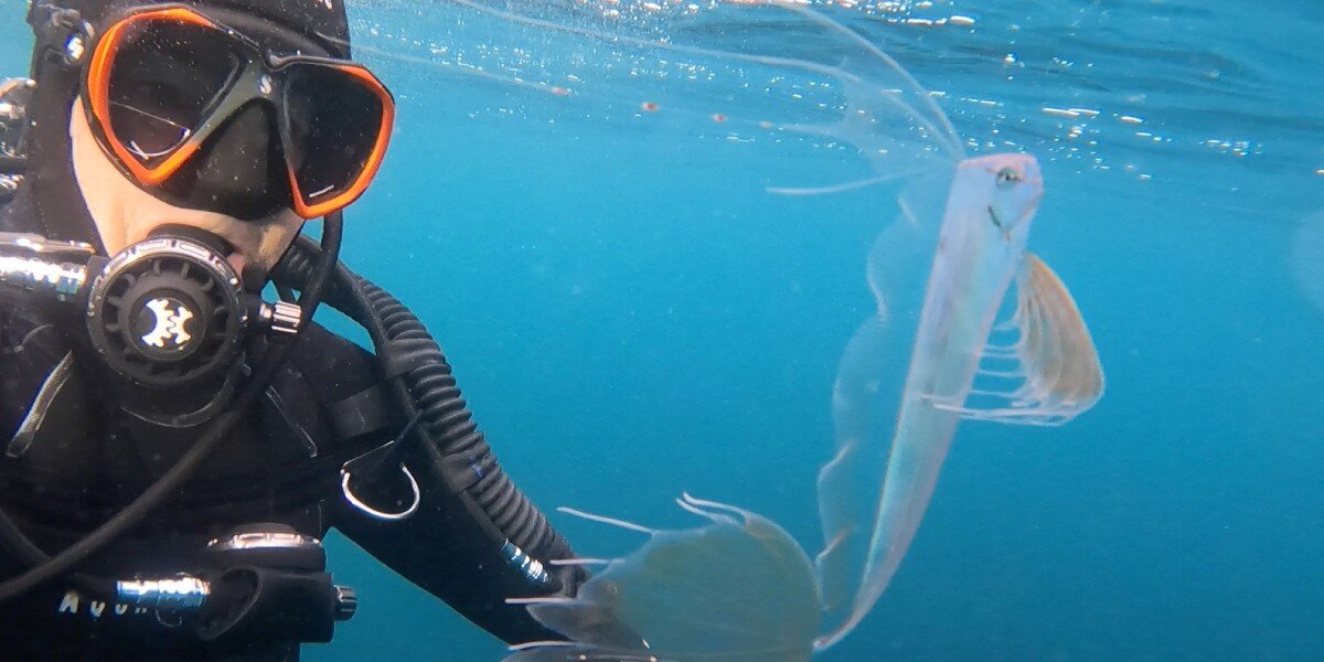 Diver Shocked When He Spots Rare Deep Sea Fish In Only 15 Feet Of Water ...