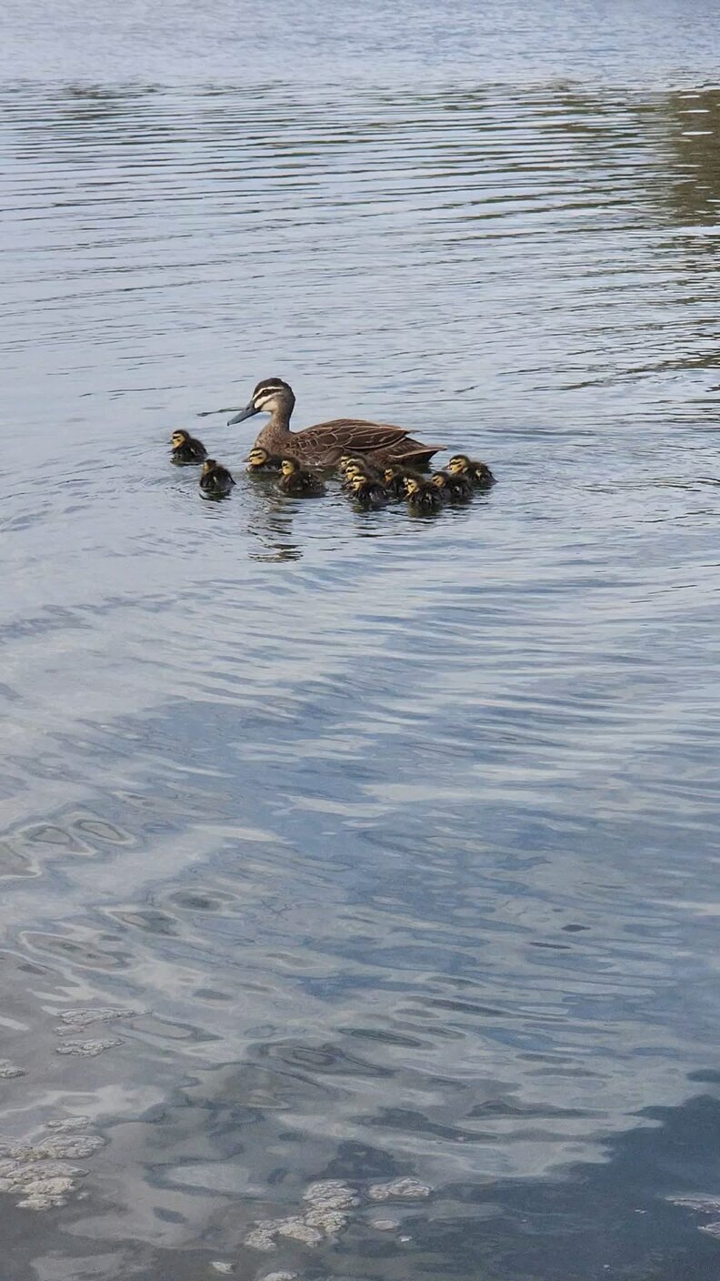 Lost Baby Duck's Desperate Squeaks Lead To The Most Heartwarming ...