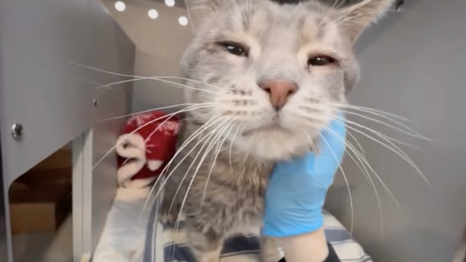 Shelter Hopes Cat's 'Resting Airplane Ears' Won't Stop Him From Finding ...