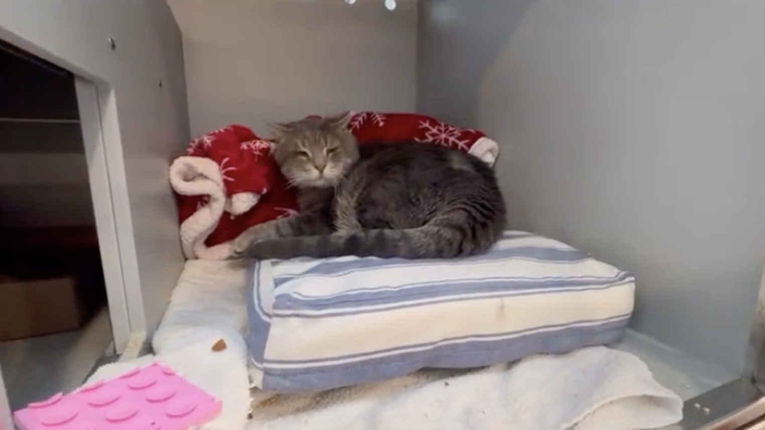 Shelter Hopes Cat's 'Resting Airplane Ears' Won't Stop Him From Finding ...