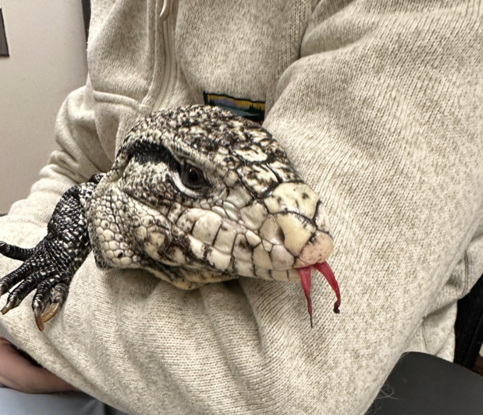 Man Shoveling Driveway Finds Huge Lizard Buried Under 20 Inches Of Snow ...