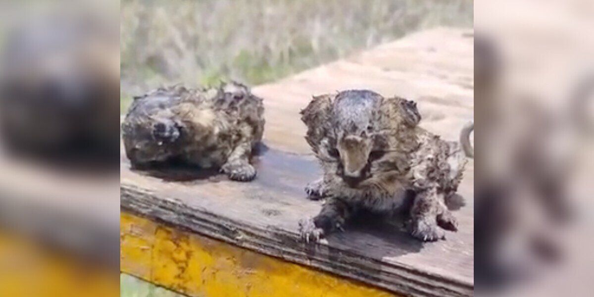 Rescuers Watch As Wild Kittens Rise From The Ashes After Devastating ...