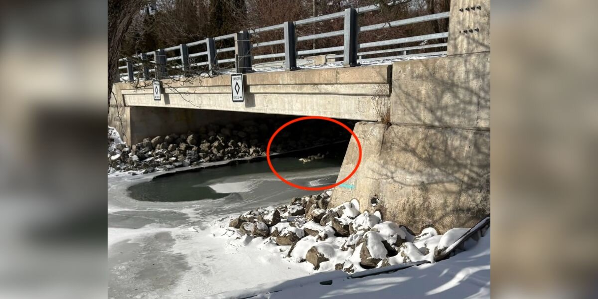 Rescuers Rush To Help Dumped 'Angels' Shivering Together Under Bridge ...