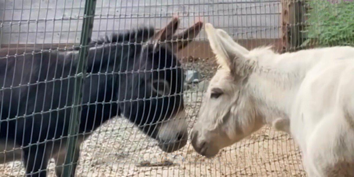 Donkey Who Just Wanted A Friend Finally Meets His Soulmate After 10 ...