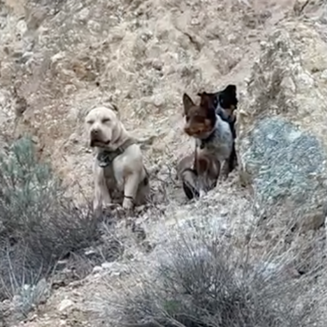 Frantic Barks From A Distant Canyon Lead Rescuers To 3 Lives In Need Of ...