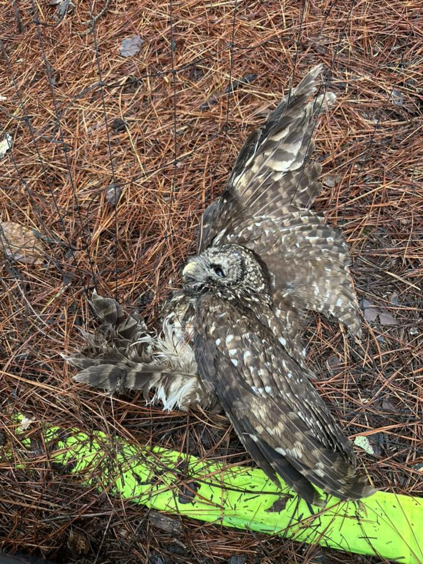 They Thought This Owl Was 'Dead' In A Soccer Net — Then They Saw A ...