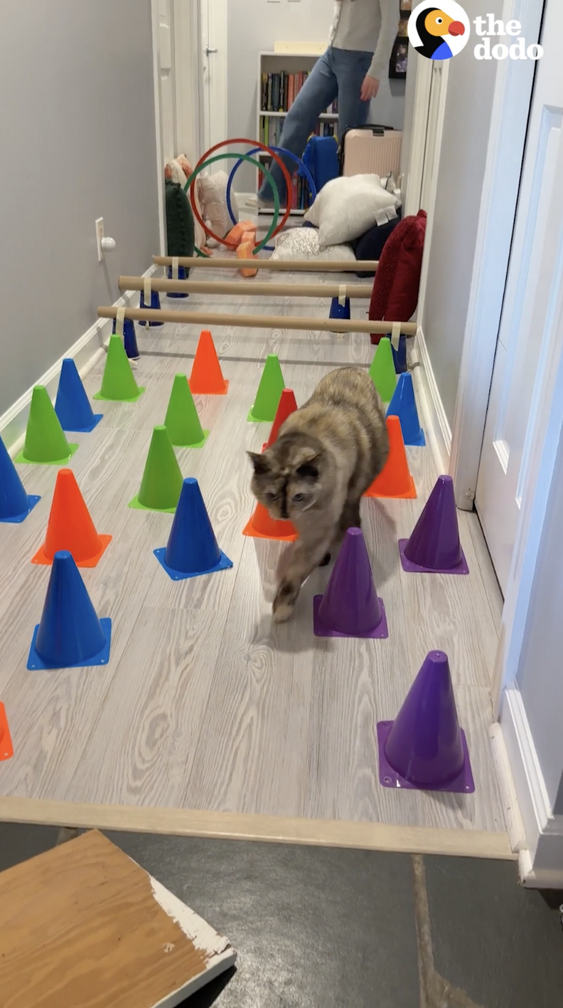 College Student Builds Elaborate Obstacle Courses To Help Her Cat Lose ...
