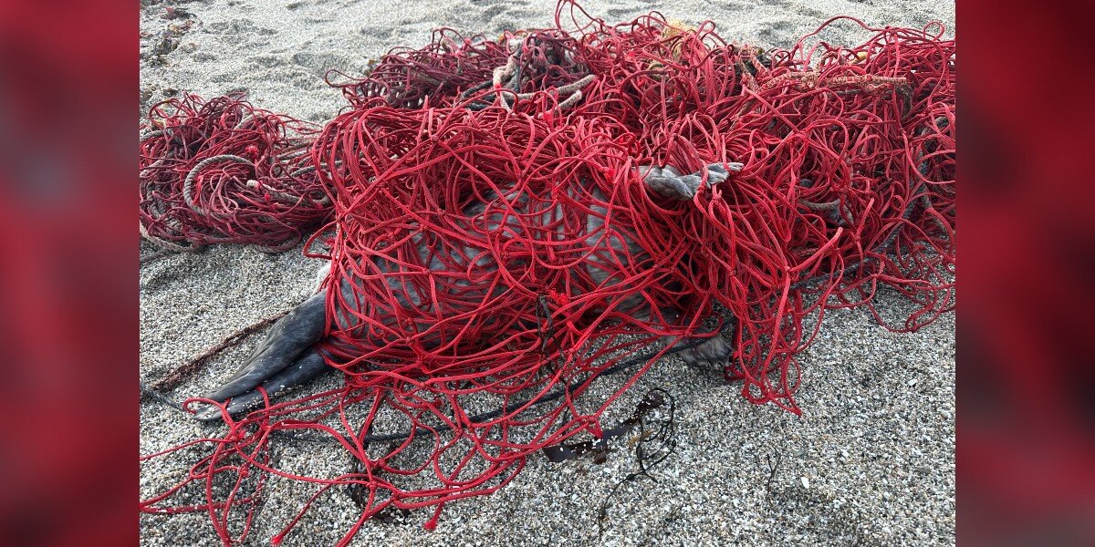Beachgoers Spot A Pile Of Bright Red Netting — Then Realize It’s Moving ...