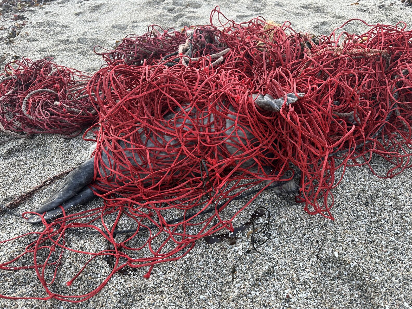 Beachgoers Spot A Pile Of Bright Red Netting — Then Realize It’s Moving ...
