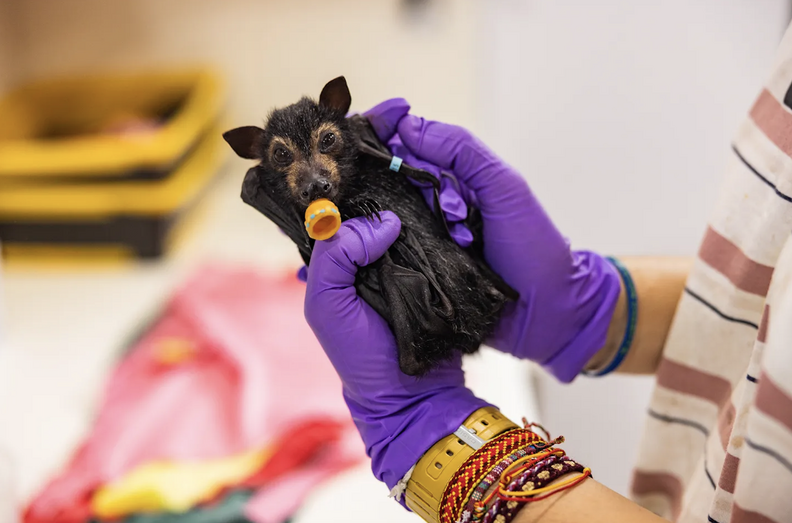 One-Of-A-Kind Hospital Saves Hundreds Of Lives A Year Caring for Most ...