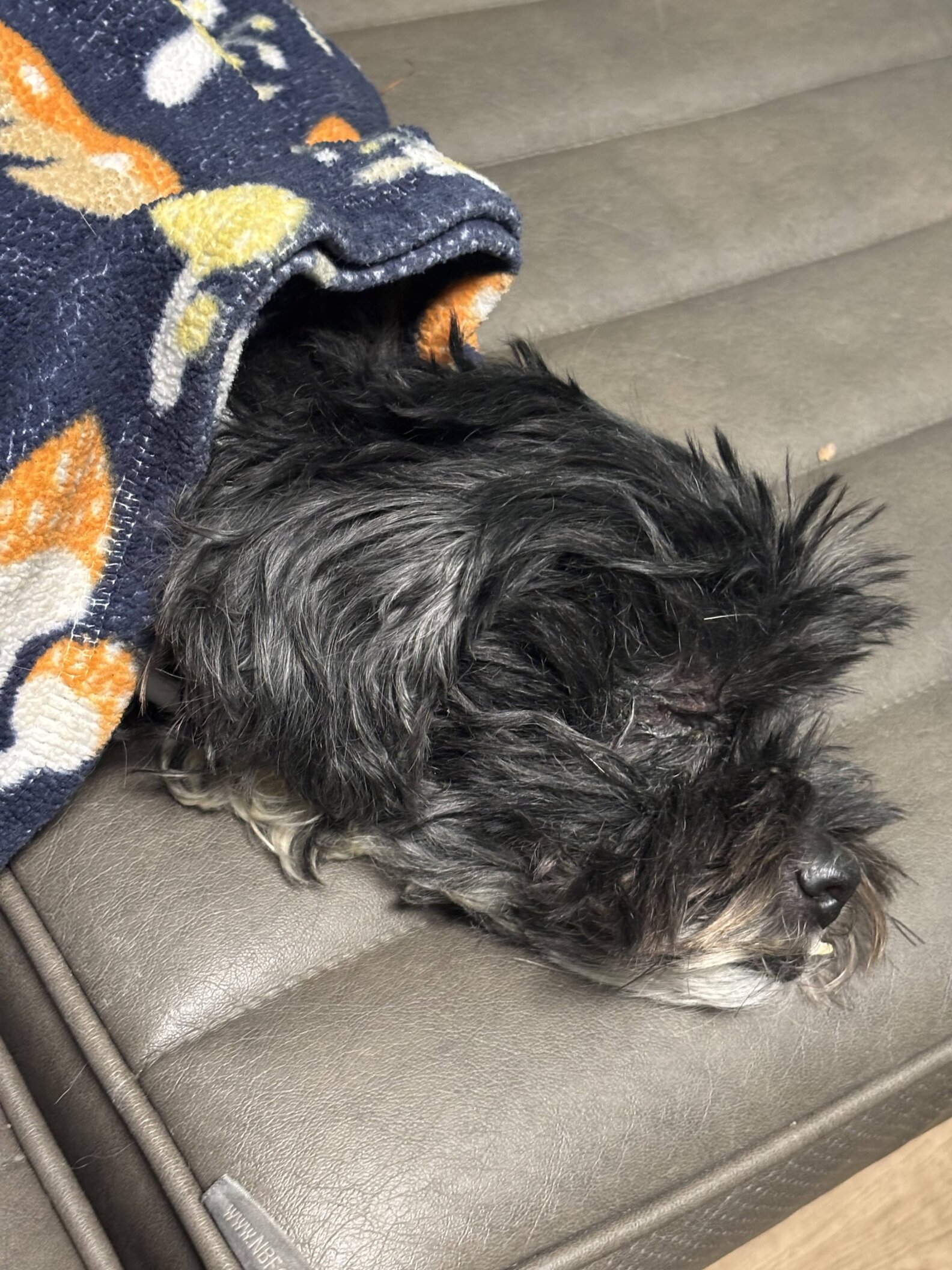 Dog Won't Budge From Snow Pile Until Owner Realizes Someone Tiny Needs ...