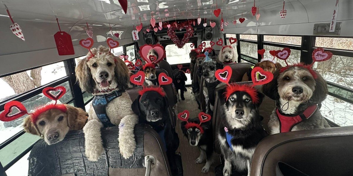 Bus Full Of Dogs Pulls Off An 'Impossible' Photo To Celebrate Valentine ...