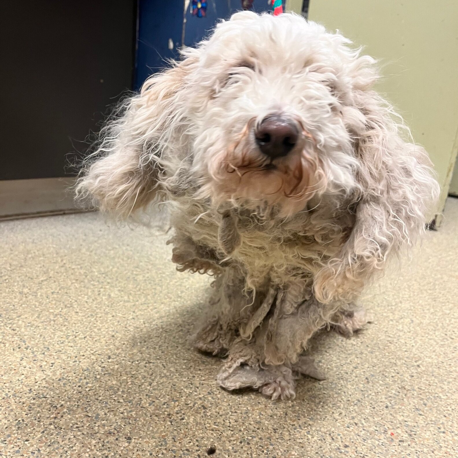 'Unloved' Dog Feels Brand-New After Shedding 2 Pounds Of Severely ...