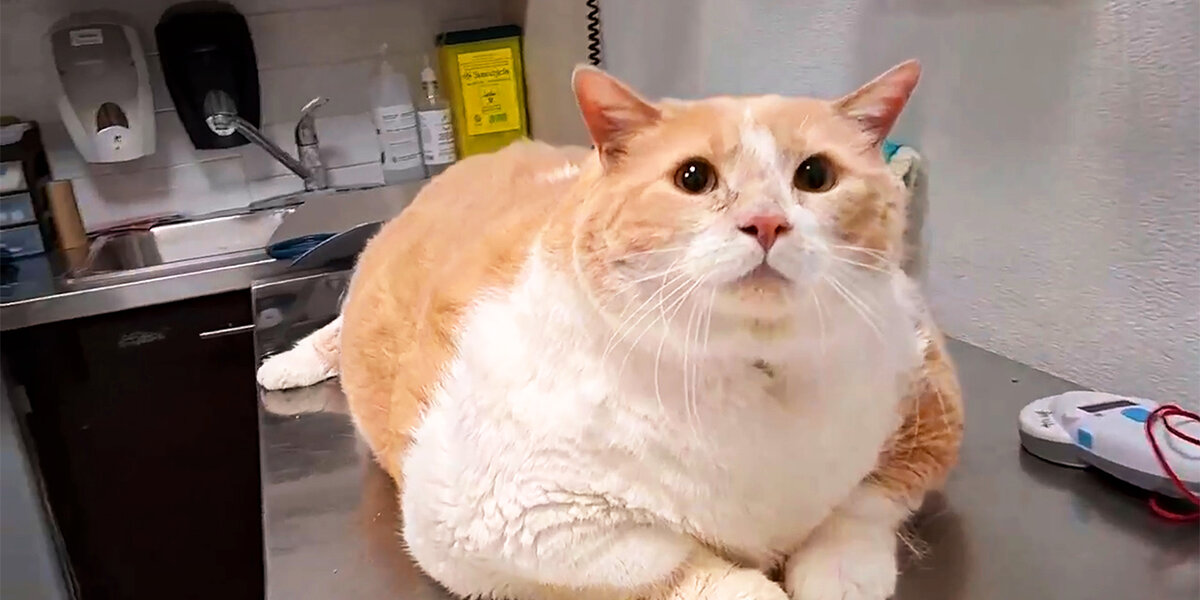 43-Pound Cat Loses Half His Weight Thanks To His New Mom - Videos - The ...