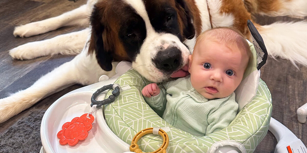 Watch This Little Girl Growing Up With Two Saint Bernards - Videos ...