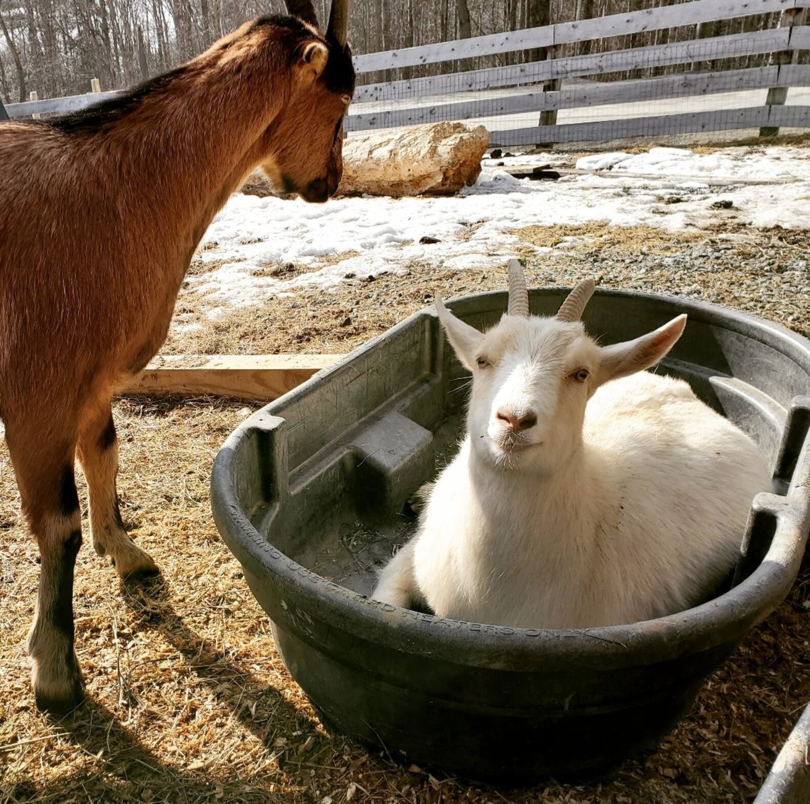 Rescued Goat Rushes To Comfort His Mom When He Senses She’s In Pain ...