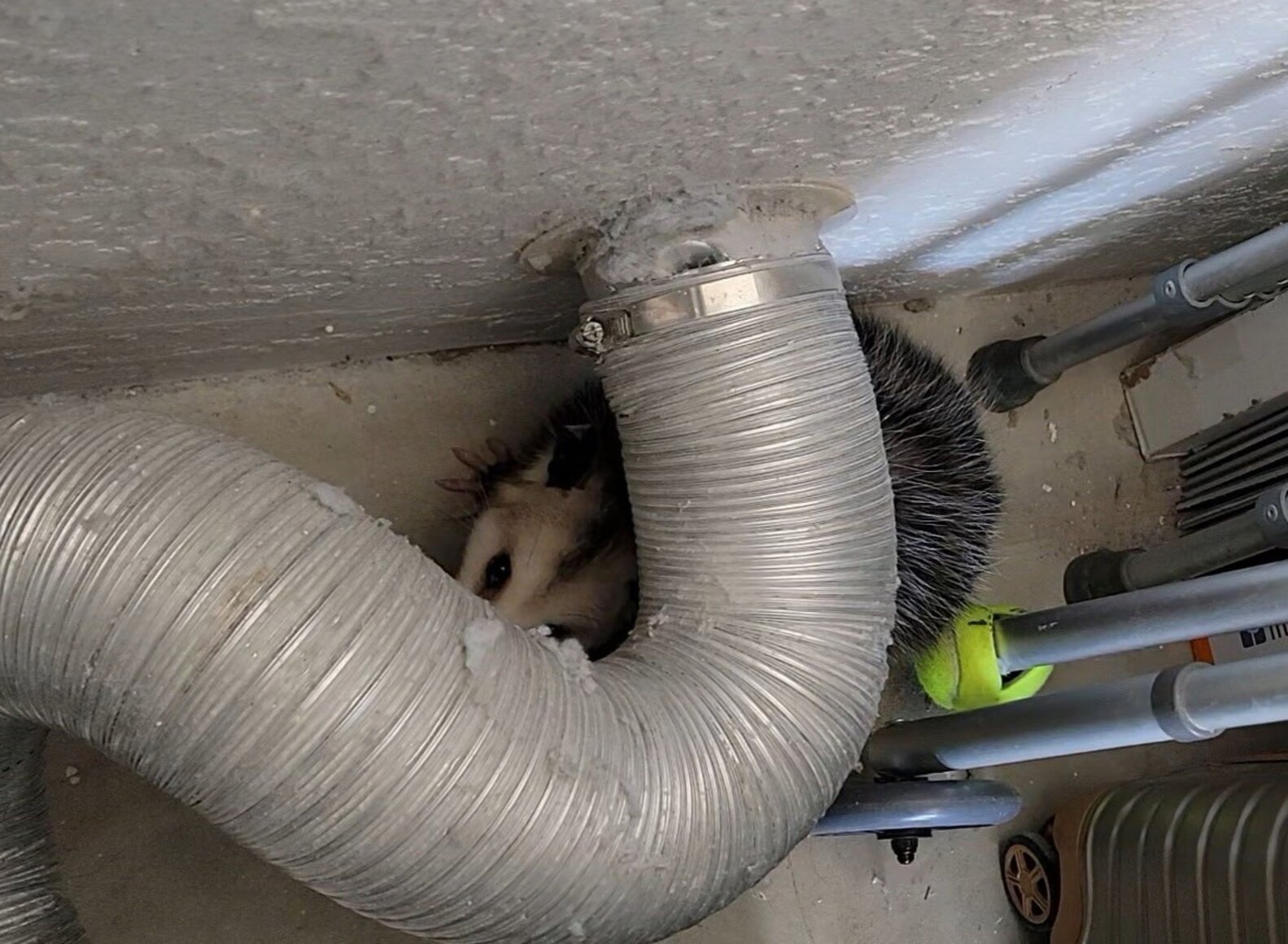 Woman Finds Someone Adorable Behind Dryer — Then Realizes Why He Isn't ...