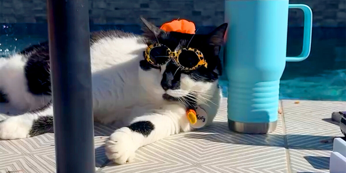 22-Pound Cat Loses 10 Pounds Thanks To Her Love Of Food - Videos - The Dodo