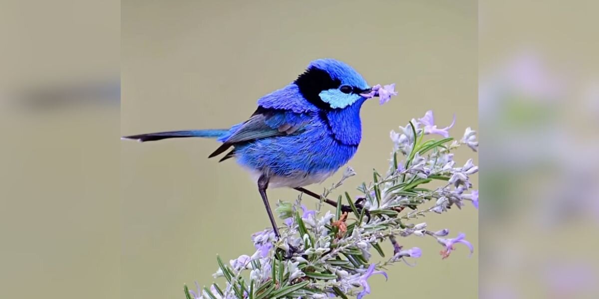 These Birds Carry Around Colorful Flower Petals For A Very 'Romantic ...