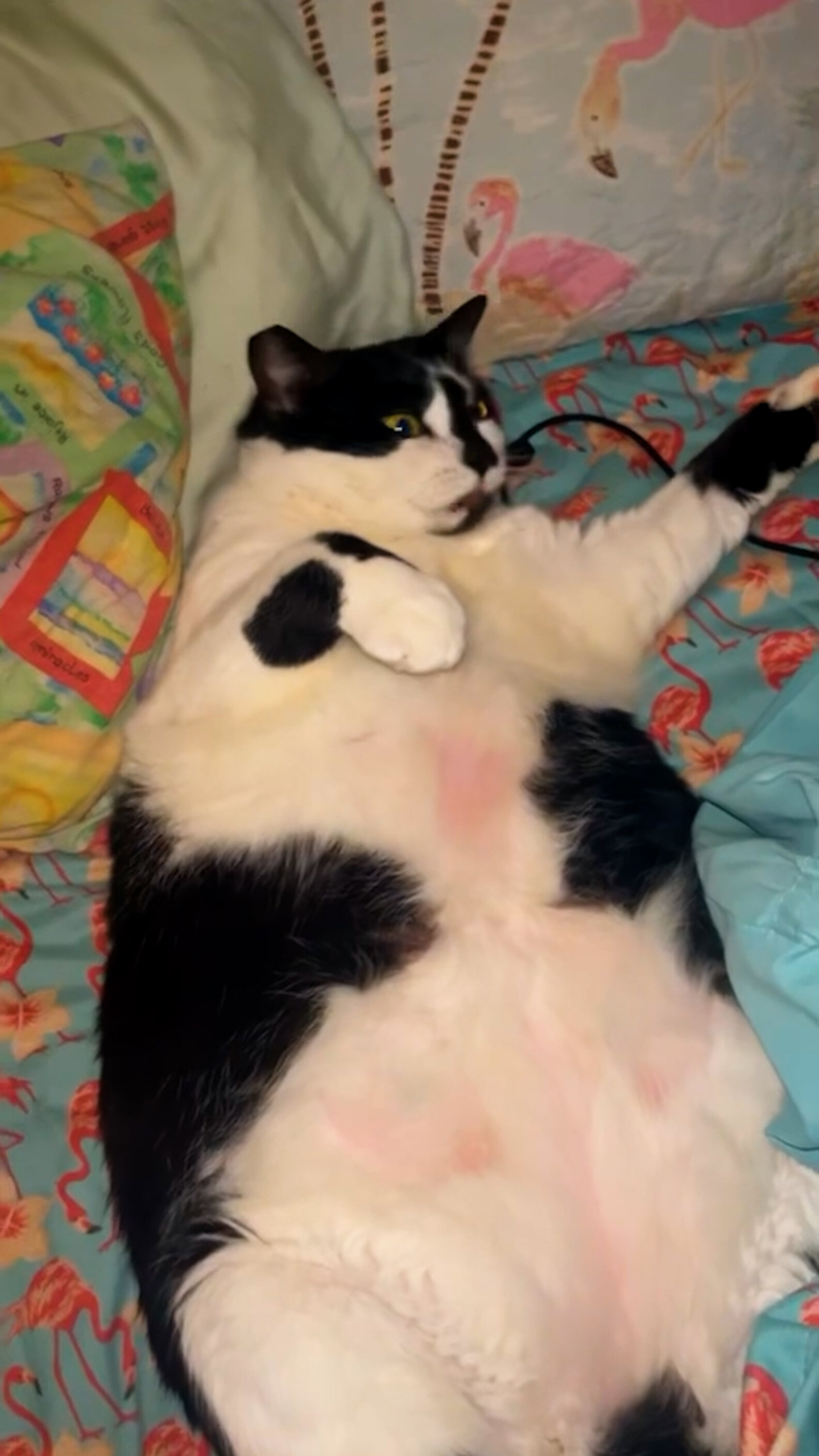 Woman Rescues 22-Pound Stray Cat Thinking She's Pregnant — She Was Not ...
