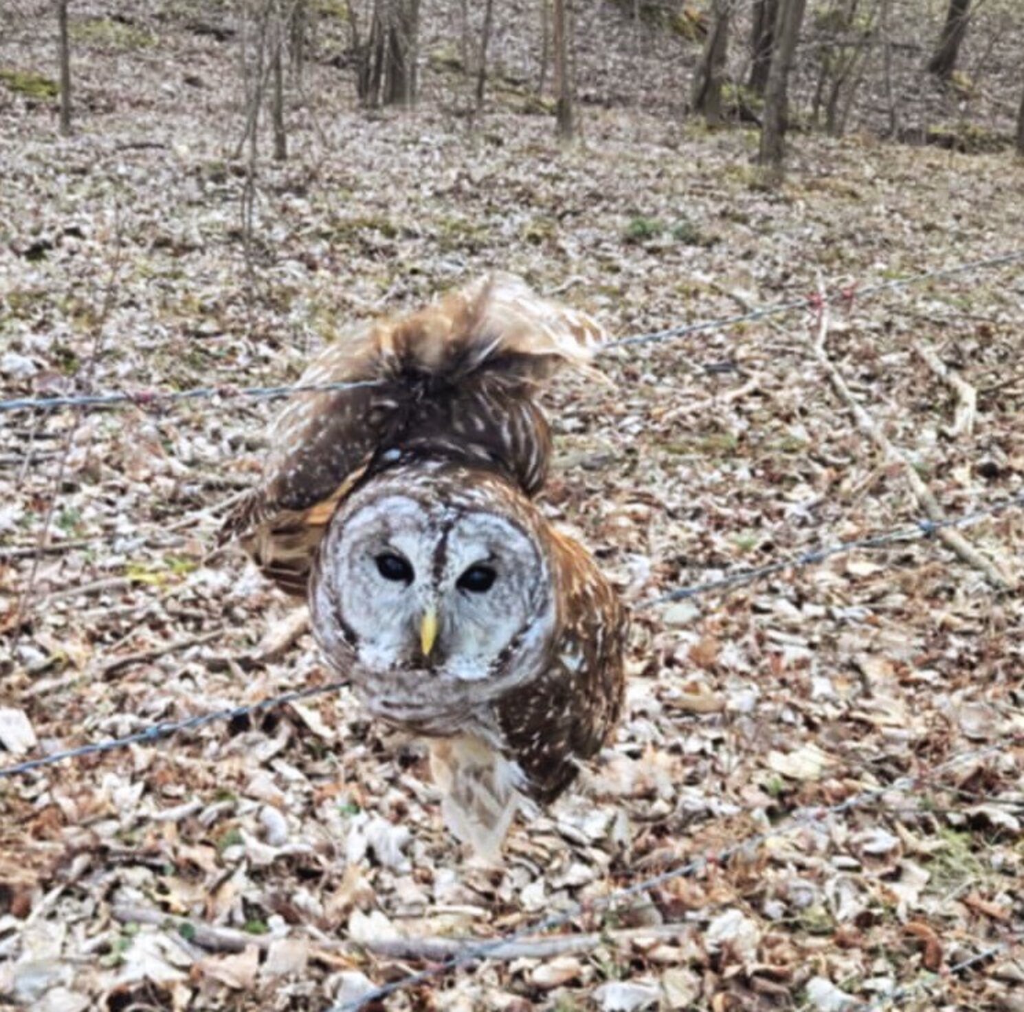 Grieving Mother Owl Loses Her Baby In An Accident — Then Adopts Someone ...