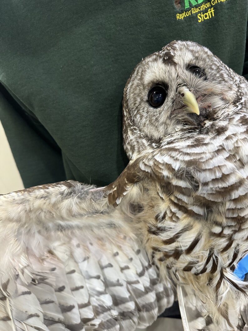 Grieving Mother Owl Loses Her Baby In An Accident — Then Adopts Someone ...