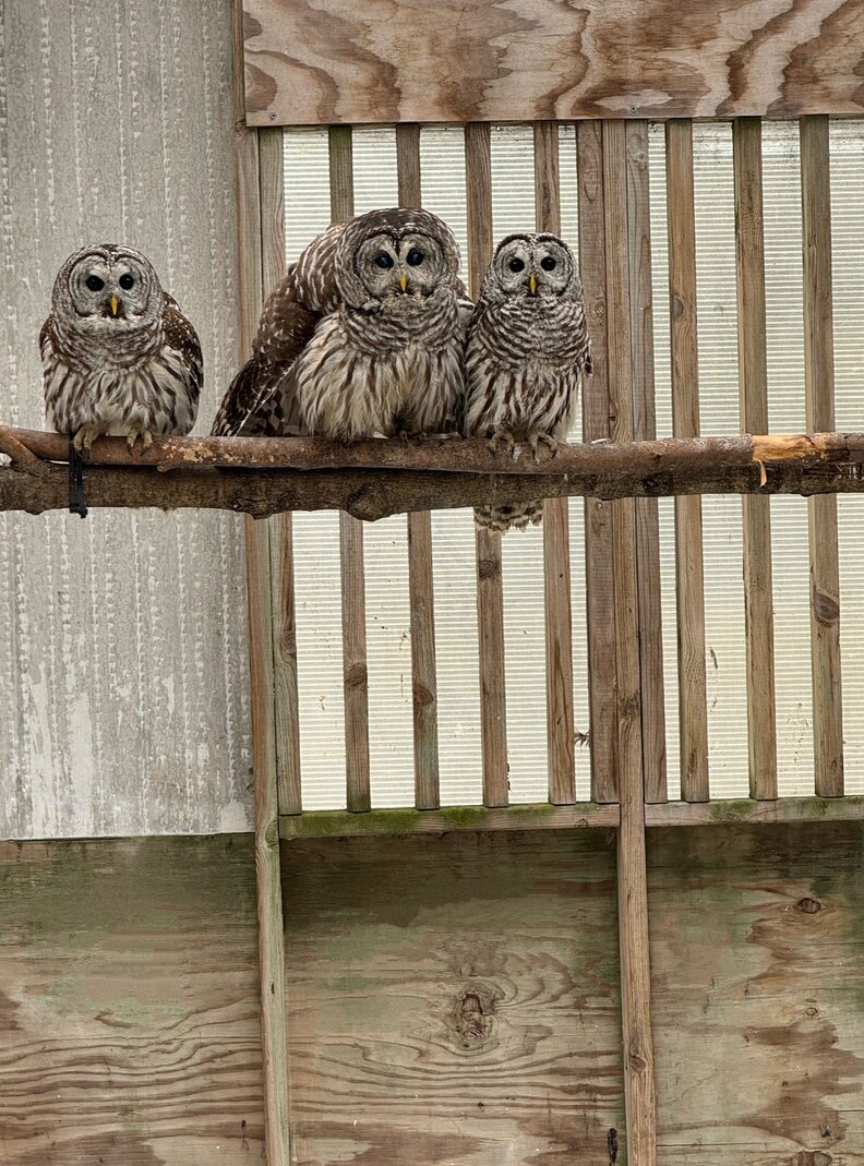 Grieving Mother Owl Loses Her Baby In An Accident — Then Adopts Someone ...