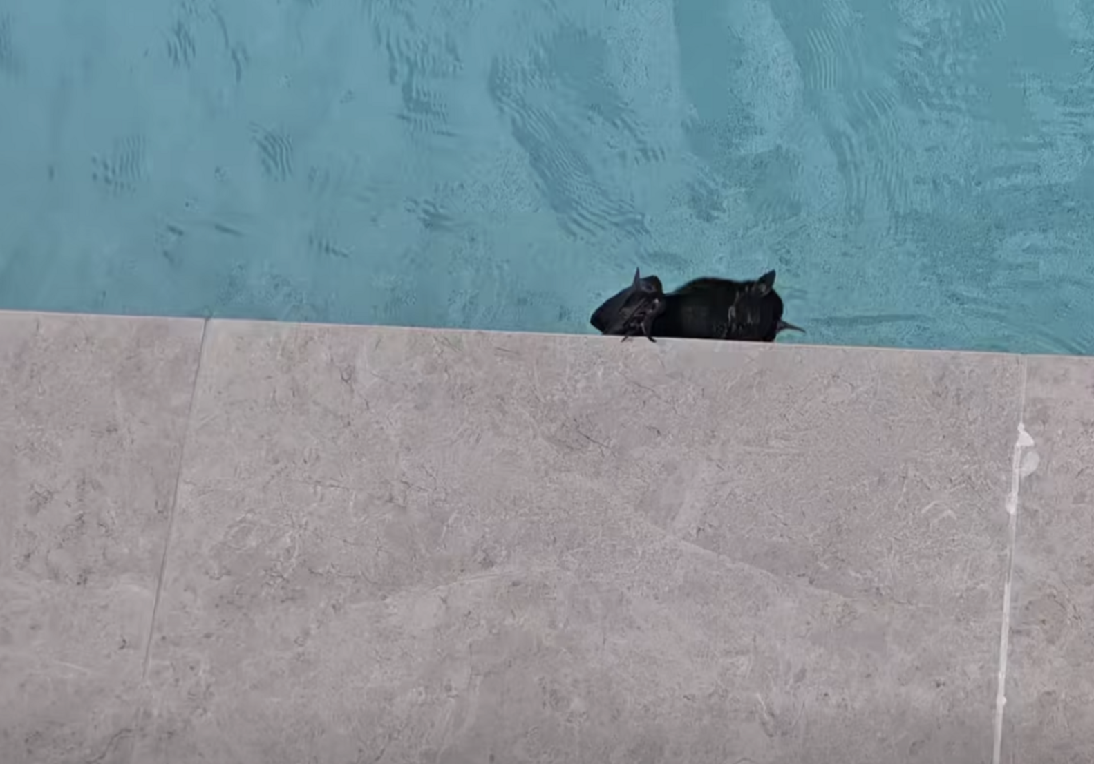 Rescuer Notices Black Blob On Edge Of Pool And Finds 'Exhausted' Wild ...