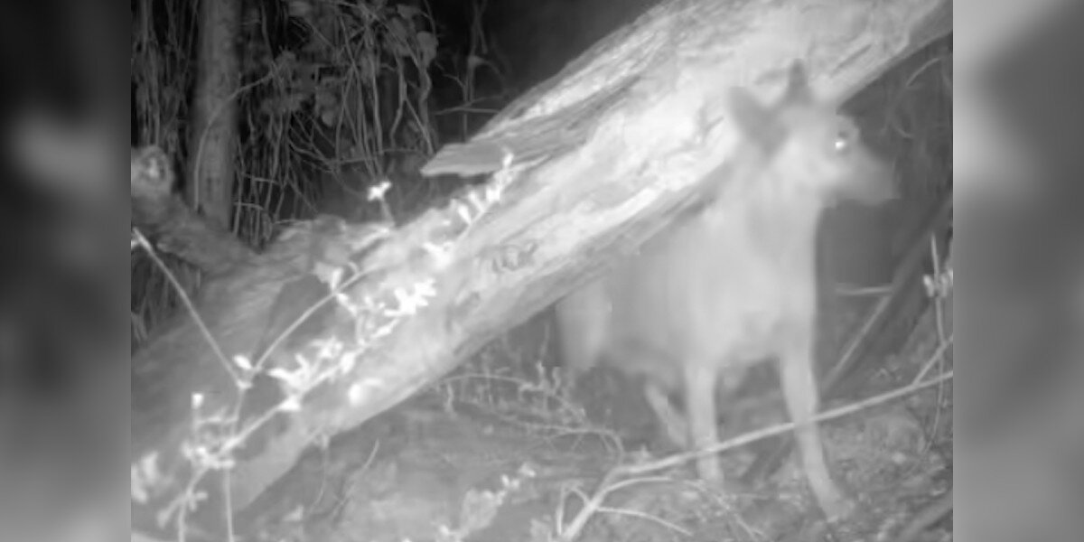 'Brilliant' Stray Dog Outsmarts Rescuers For 6 Months — So They Get ...