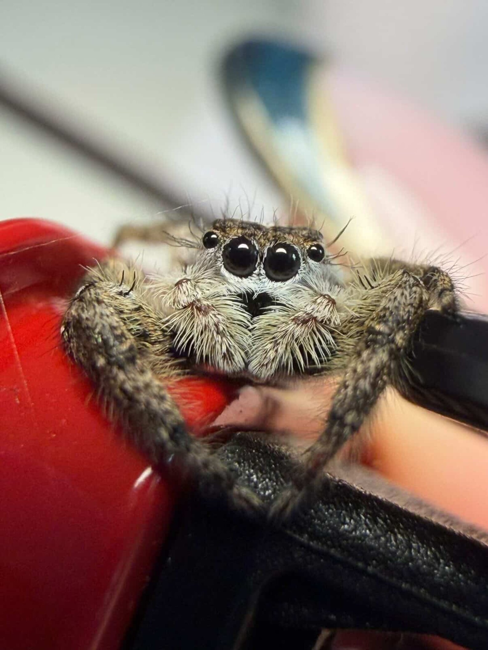 She Was Afraid Of Spiders — Until A Baby Jumping Spider Moved Into Her ...