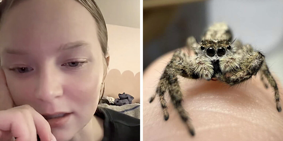She Was Afraid Of Spiders — Until A Baby Jumping Spider Moved Into Her ...